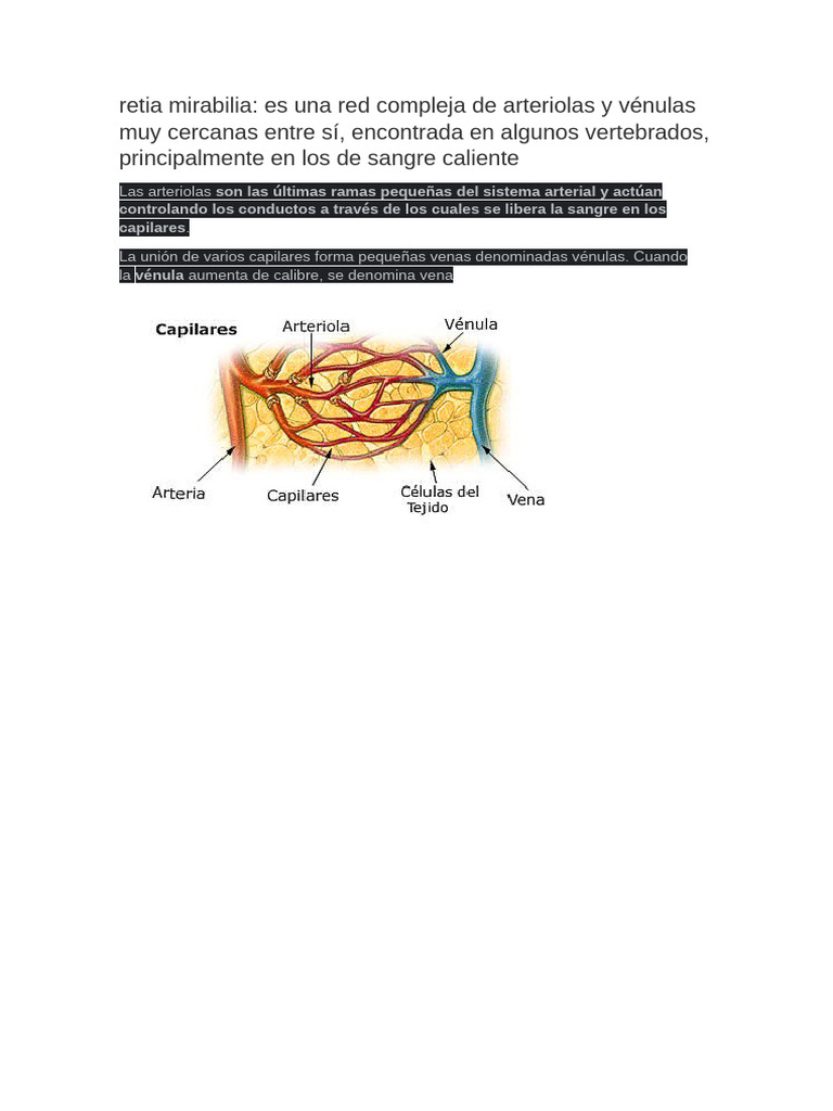 Retia Mirabilia en Vertebrados | PDF | Arte | Poesía