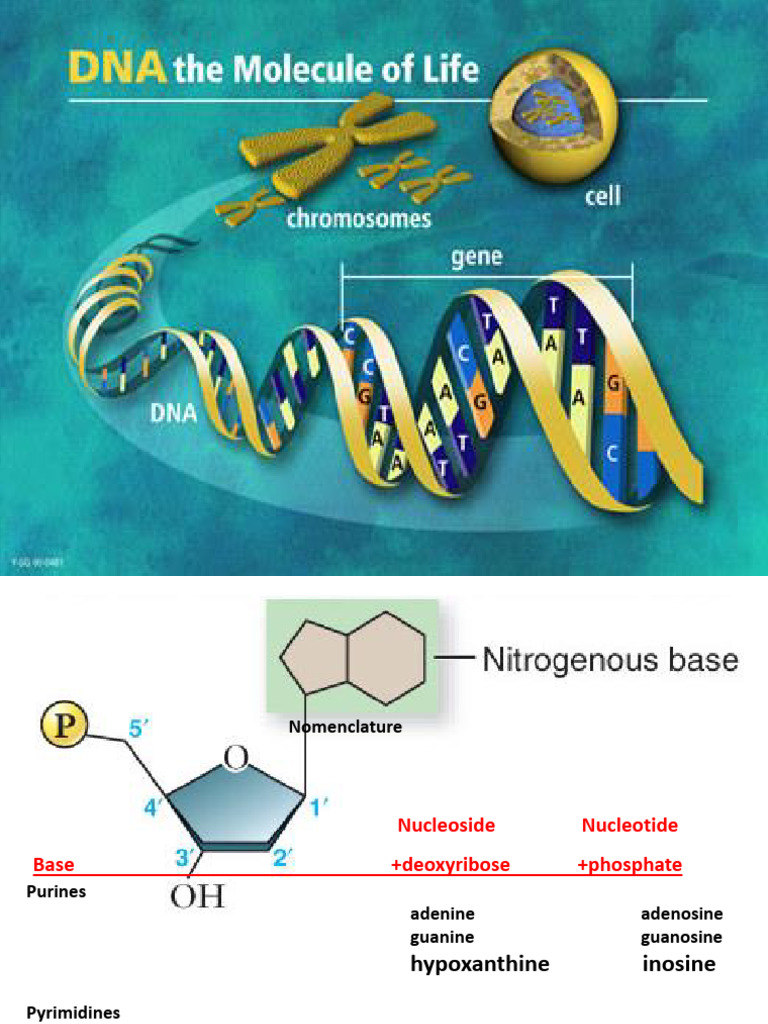 DNA Structure and Base Pairing | PDF | Dna Replication | Primer ...