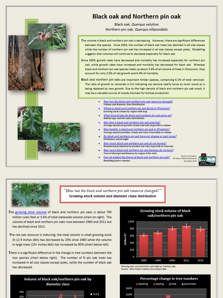 Black Oak Northern Pin Oak | PDF | Forests | Wood
