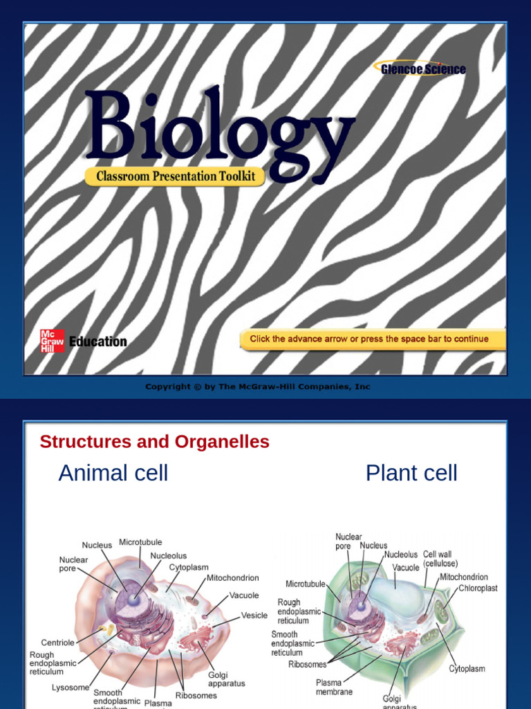 Organelles 2 | PDF | Endoplasmic Reticulum | Organelle