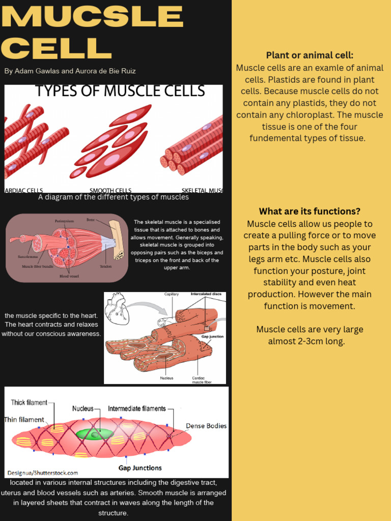 Mucsle Cell | PDF | Muscle | Histology