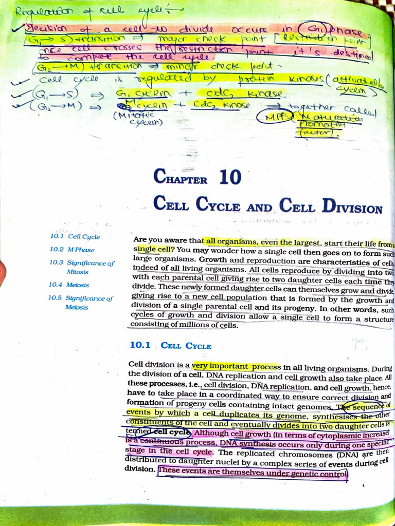 Cell Cycle | PDF