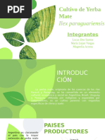 Circuito de la Yerba Mate | PDF | Té