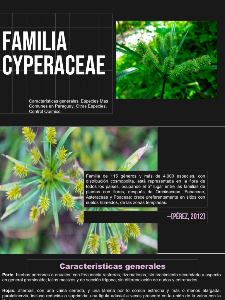 Familia Cyperaceae | PDF | Morfología Vegetal | Botánica