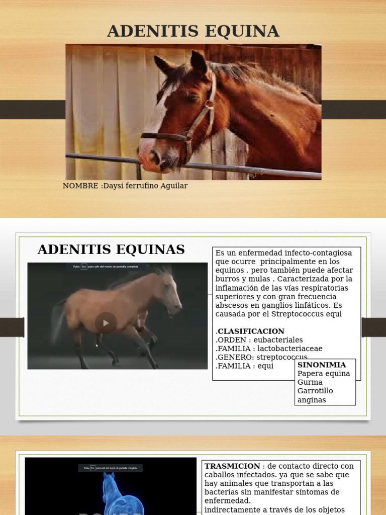 Adenitis Equina | PDF | Infección | Inflamación