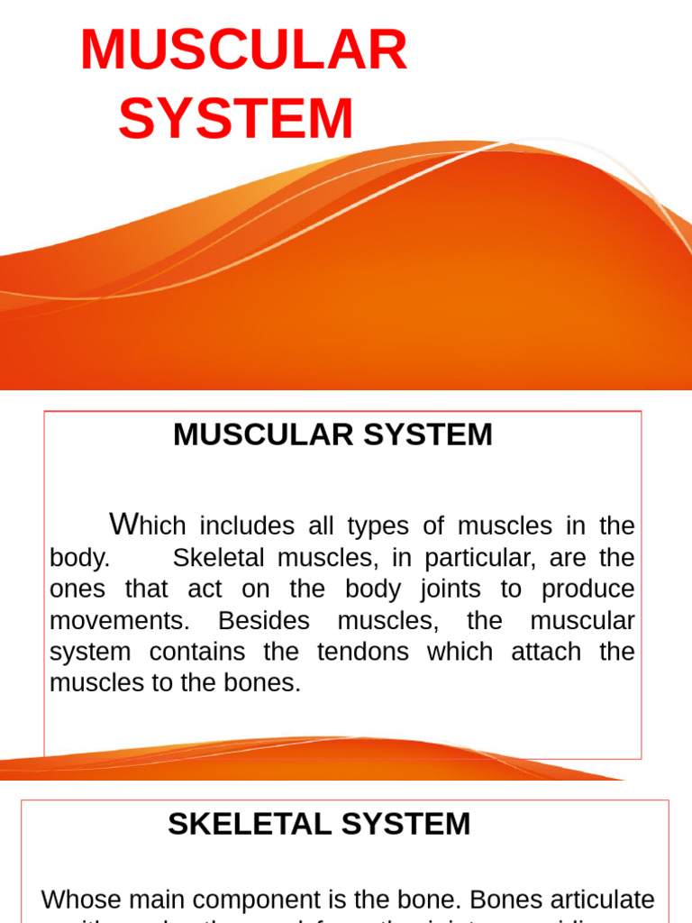 Muscular System Gambariiiiiii | PDF | Anatomical Terms Of Motion | Muscle