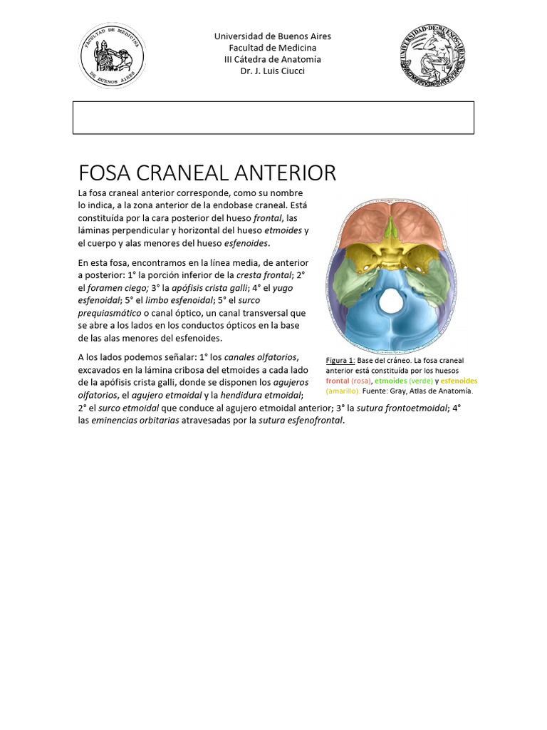 Fosa Craneal Anterior 1 | PDF | Sistema esquelético | Cráneo