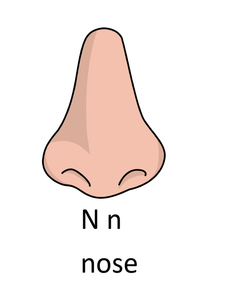 NN Nose | PDF