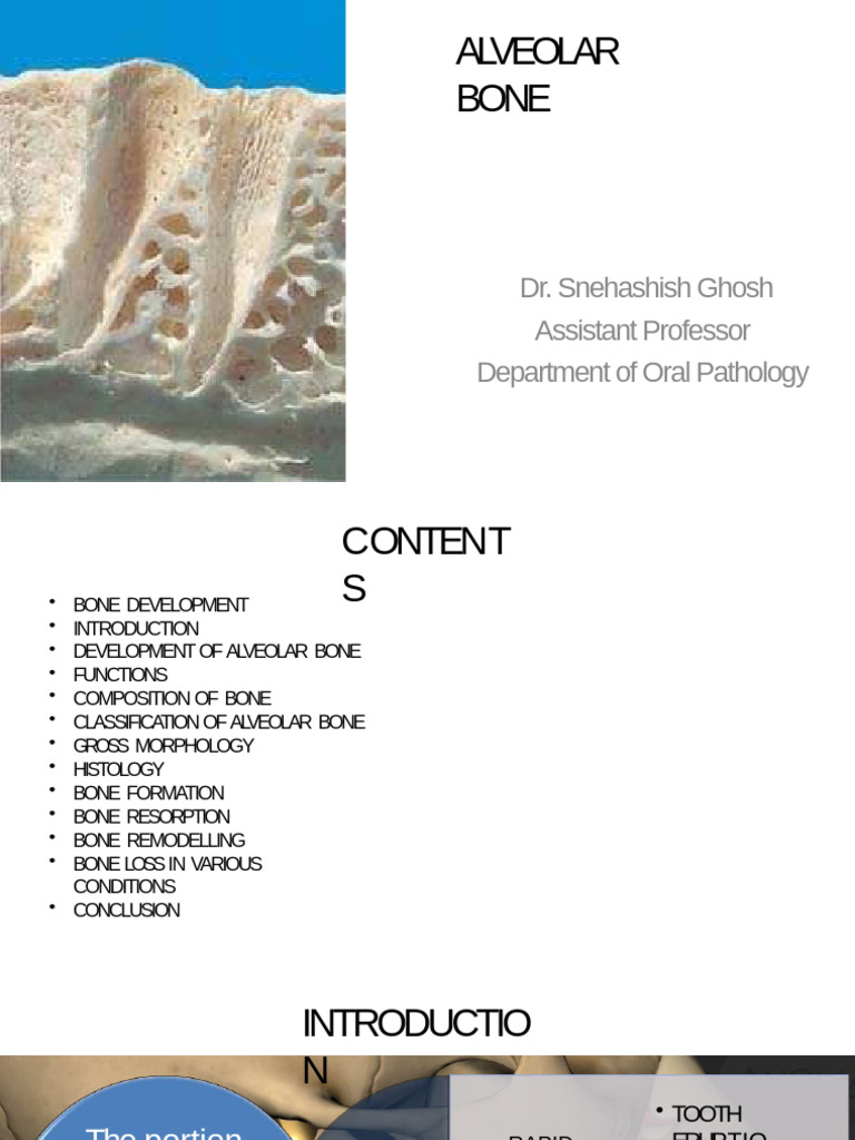 Understanding Alveolar Bone Structure | PDF | Bone | Anatomy