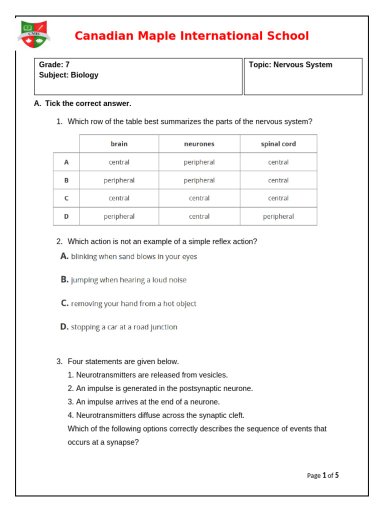 G7 Biology Nervous System WS T1 2024-25 | PDF | Nervous System | Synapse