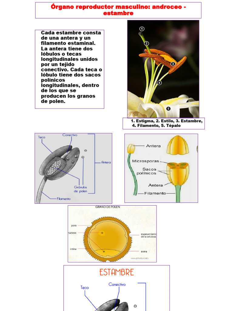 Organo Reproductor Masculino | PDF