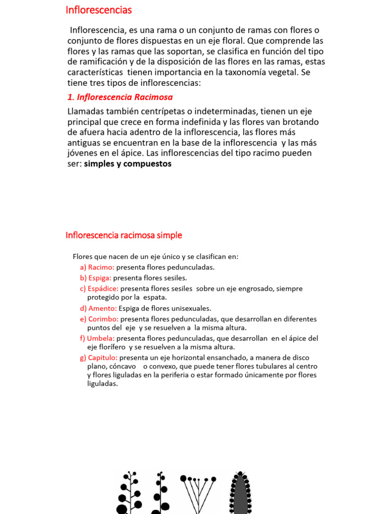 INFLORESCENCIAS | PDF | Flores | Reproducción de plantas