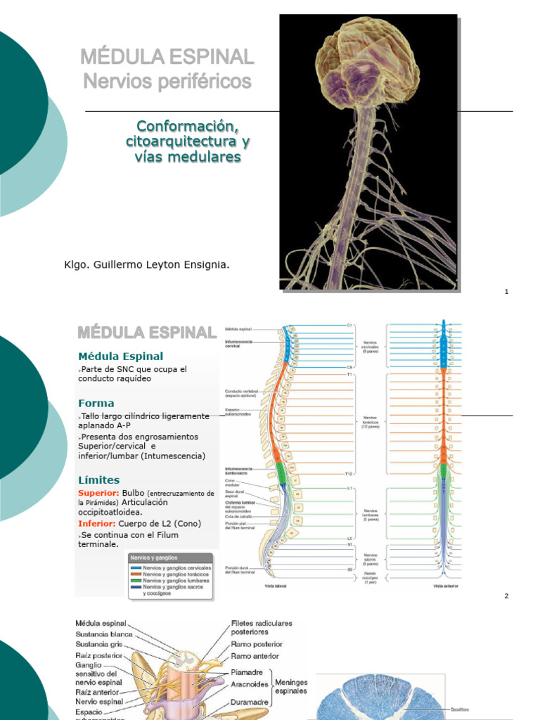Sistema Nervioso - Médula Espinal y Nervios Periféricos | PDF | Médula ...