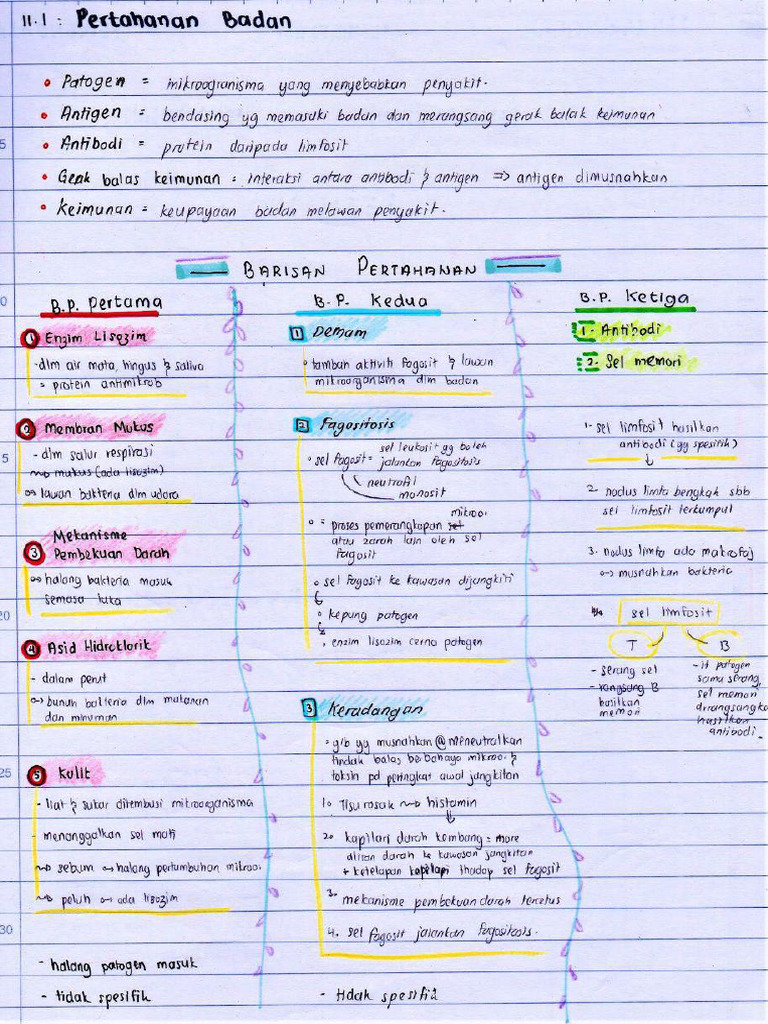 Nota Ringkas Biologi Bab 11 | PDF