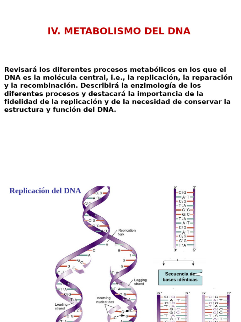 Metabolismo del DNA: Replicación y Enzimas | PDF | Replicación De Adn | Adn