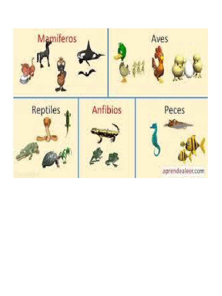 Bio Animal | PDF