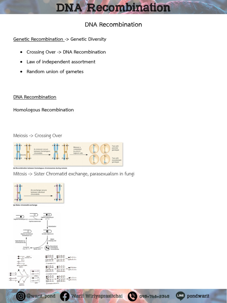 DNA Recombination Final | PDF
