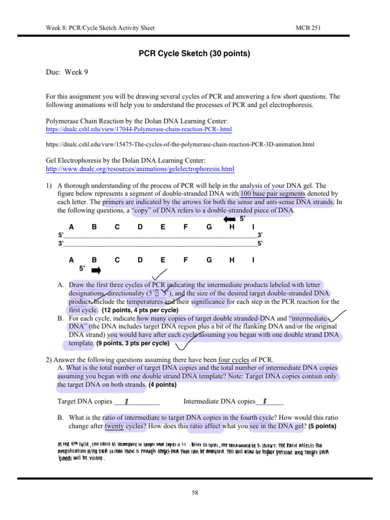 20+Mcb251 Pcr+Cycle+Sketch Fa24 | PDF