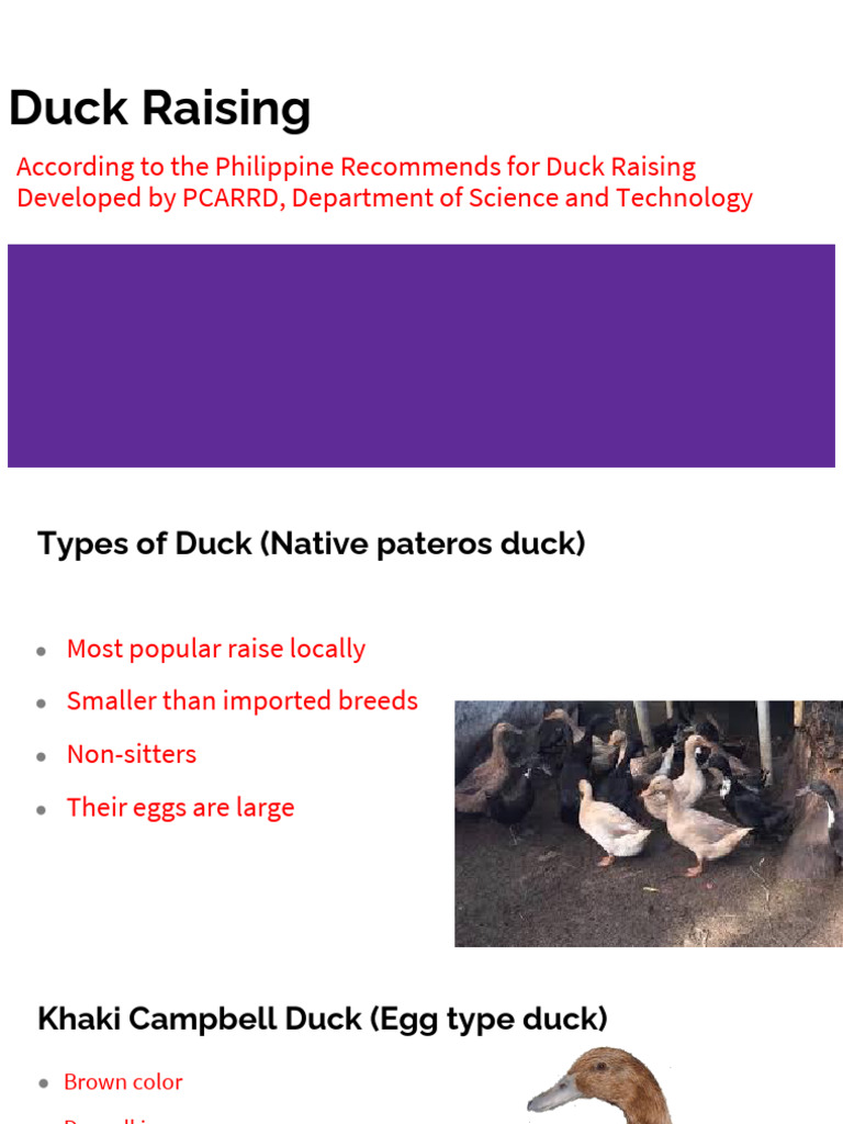 Module 7. Duck Raising | PDF | Duck | Holarctic Birds Module 7. Duck Raising | PDF | Duck | Holarctic Birds