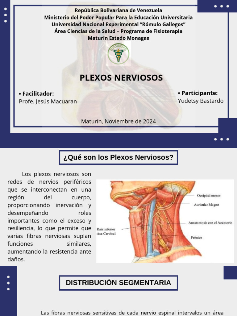 Plexos Nerviosos Yudetsy | PDF | Sistema musculoesquelético | Neuroanatomía