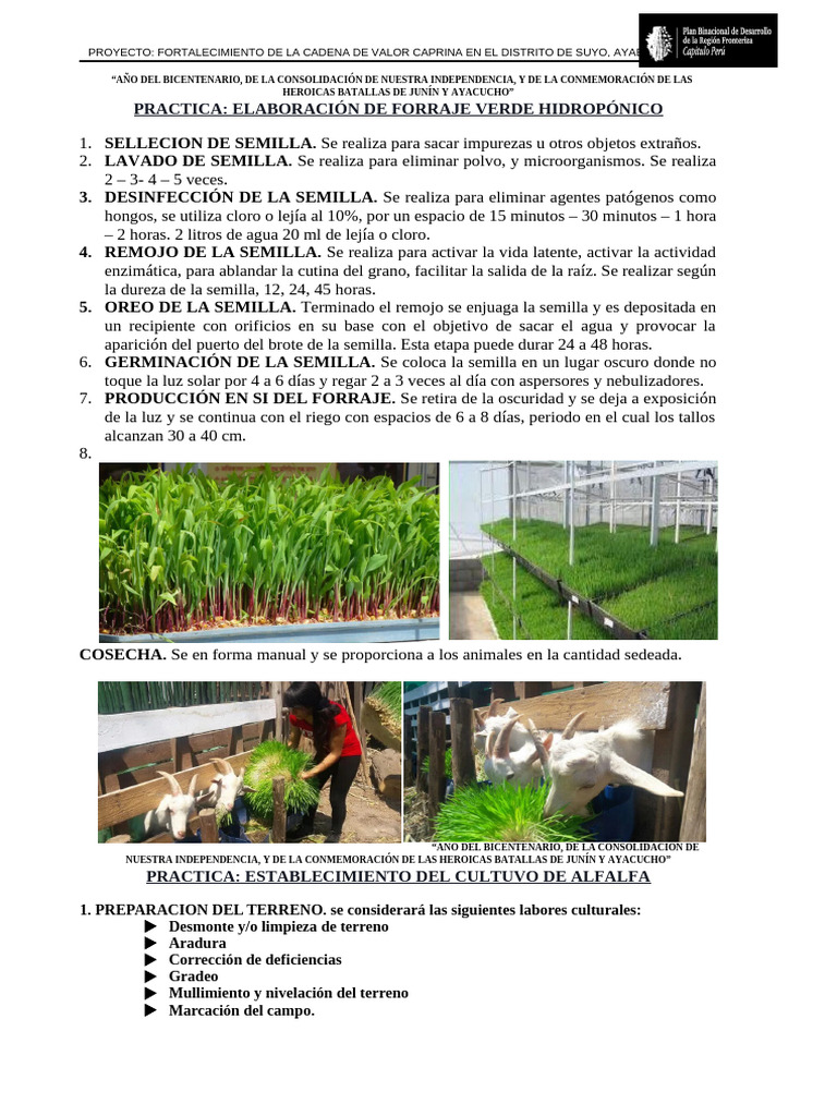 FVH Practica | PDF | Hierba | Riego