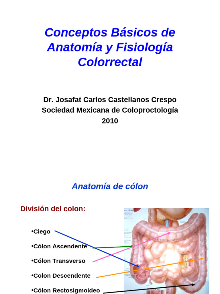 Anatomia de Recto y Ano | PDF | Intestino grueso | Tracto gastrointestinal