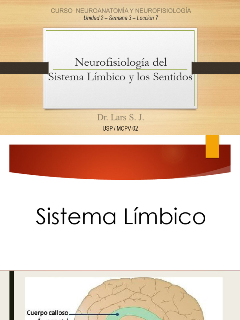 LECCION 7 - Neurofisiologia de Sistema Límbico y Los Sentidos | PDF | Las emociones | Sistema ...