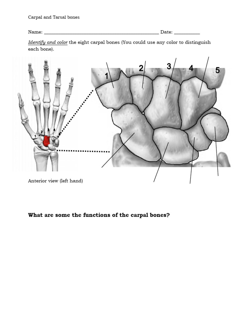 Carpal and Tarsal Bones Update 2020 | PDF