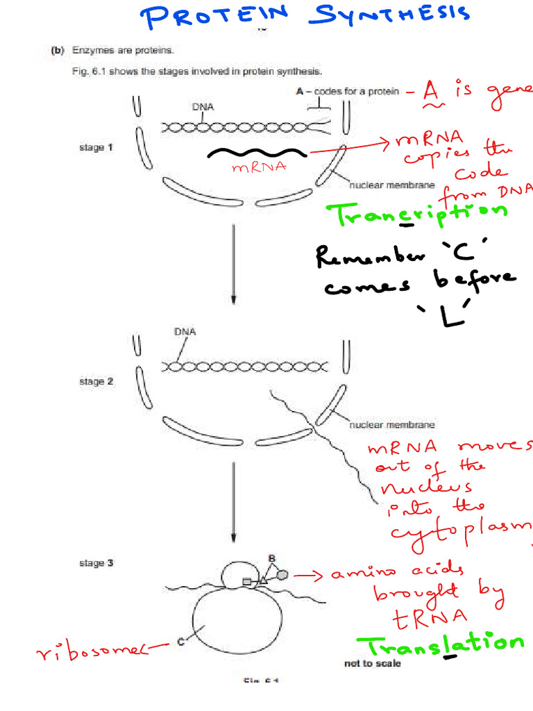 Protein Synthesis - Past Paper Ques | PDF