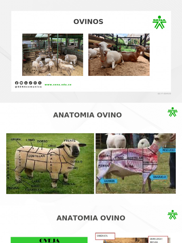 GC-F-004 Ovinos | PDF | Oveja | Carne