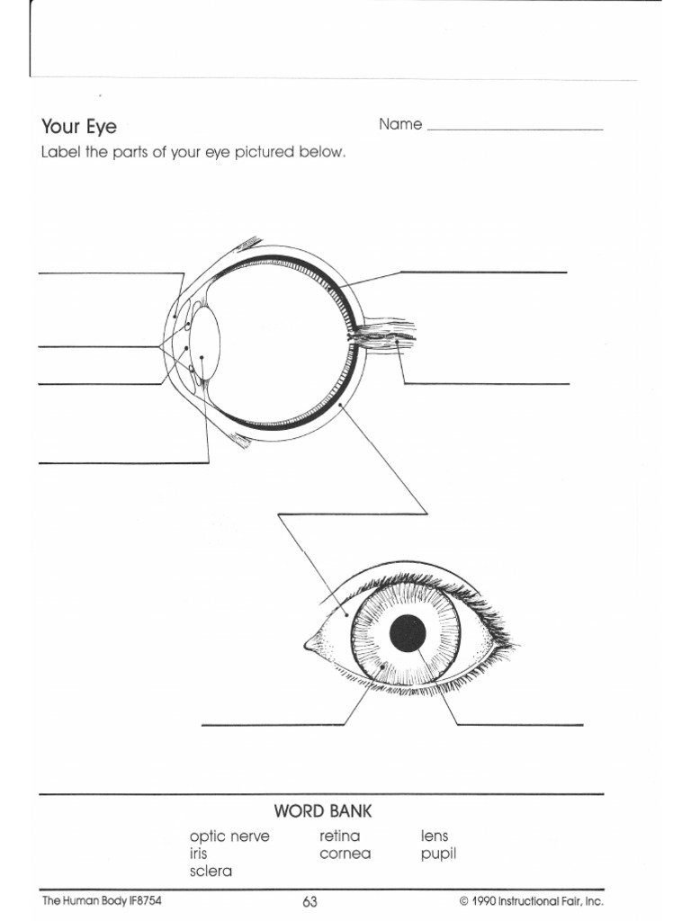 Eye Worksheets | PDF