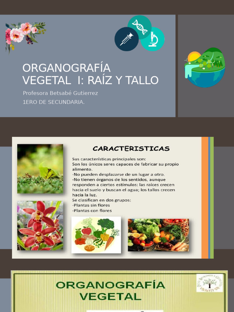 Organografía Vegetal: Raíz y Tallo | PDF