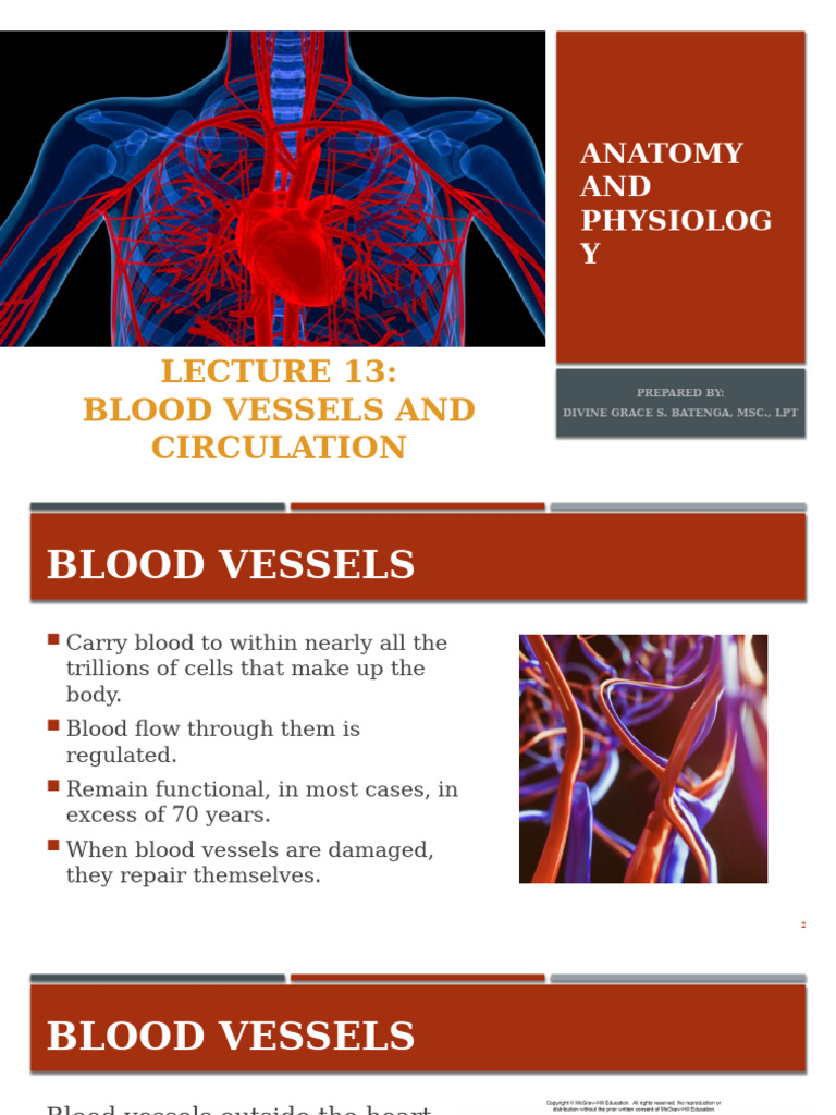 Lecture 13-Blood Vessels | PDF | Aorta | Blood Vessel