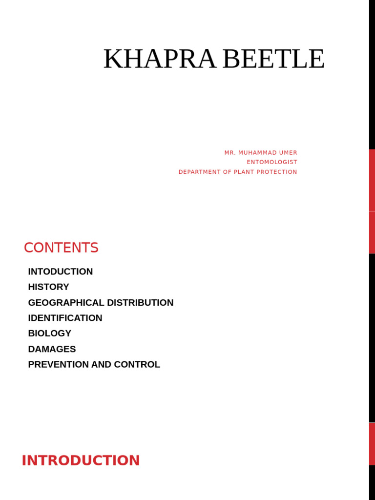 Khapra Beetle: Identification and Control | PDF | Beetle | Insects