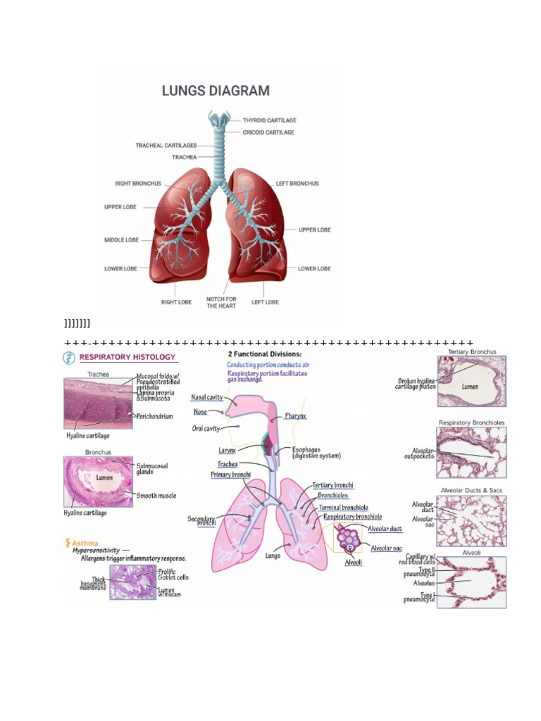 The Lungs Are Made Up of Several Key Tissue Types That Work Together To ...