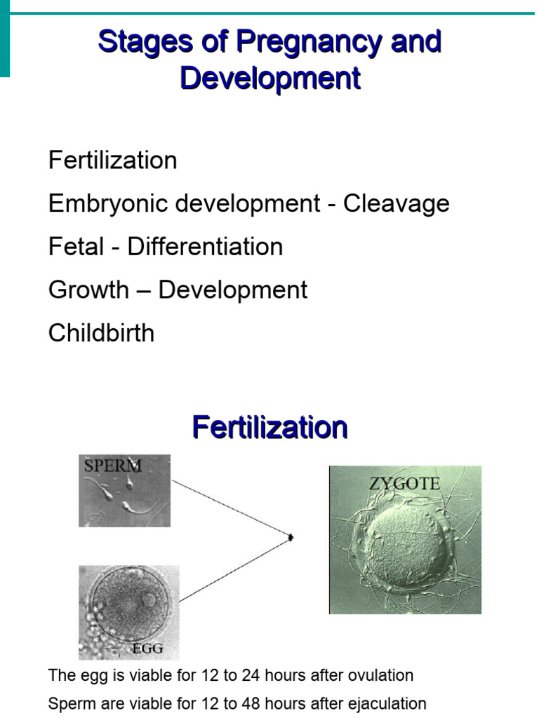 Human Fertilization and Development | PDF | Embryo | Fertilisation