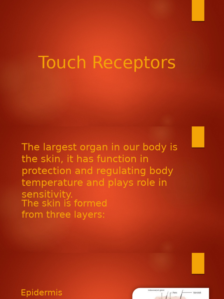 Touch Receptors | PDF | Home & Garden