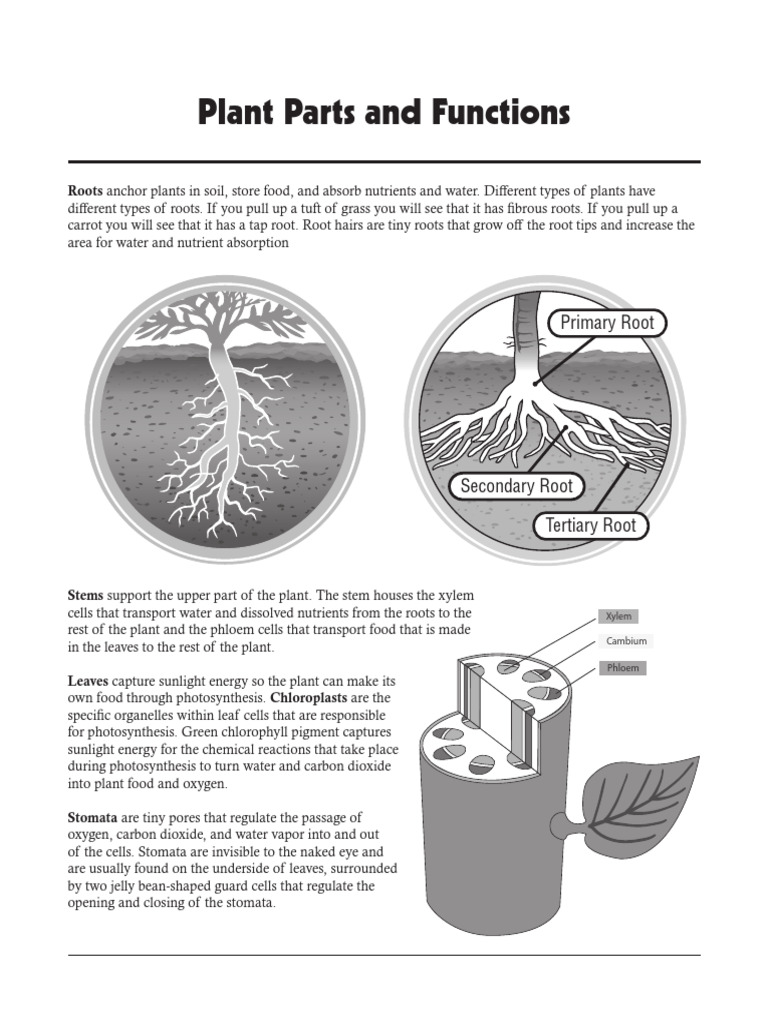 Plant Parts and Functions Handout | PDF | Leaf | Seed