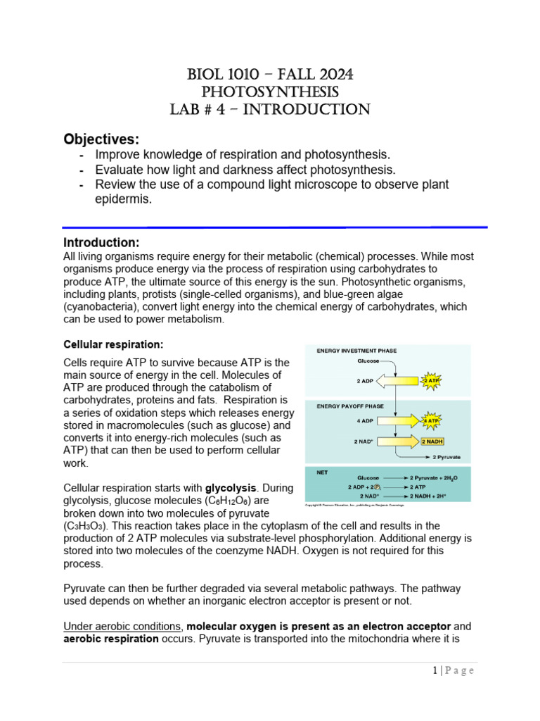 Lab 4 - Introduction and Protocol - F2024 | PDF | Cellular Respiration | Chloroplast