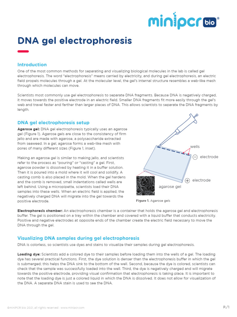 MiniPCR Bio Intro Gel Electrophoresis Final | PDF | Gel Electrophoresis | Agarose Gel ...
