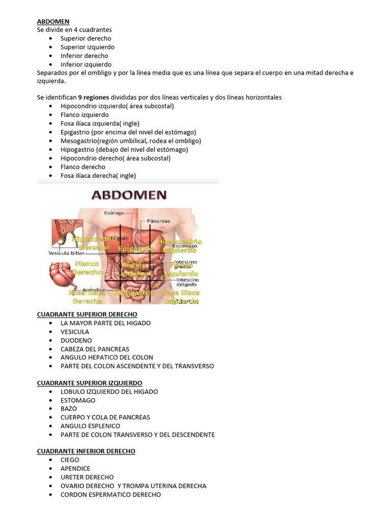 ABDOMEN | PDF | Abdomen | Intestino grueso