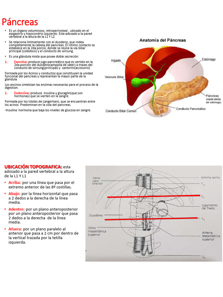 Pancreas Imprimir 1 | PDF | Páncreas | Órgano (anatomía)