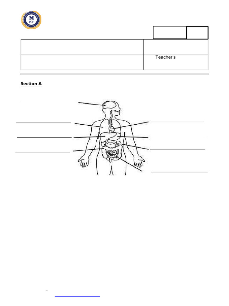 Grade 6 First Term Science Test | PDF | Heart | Lung