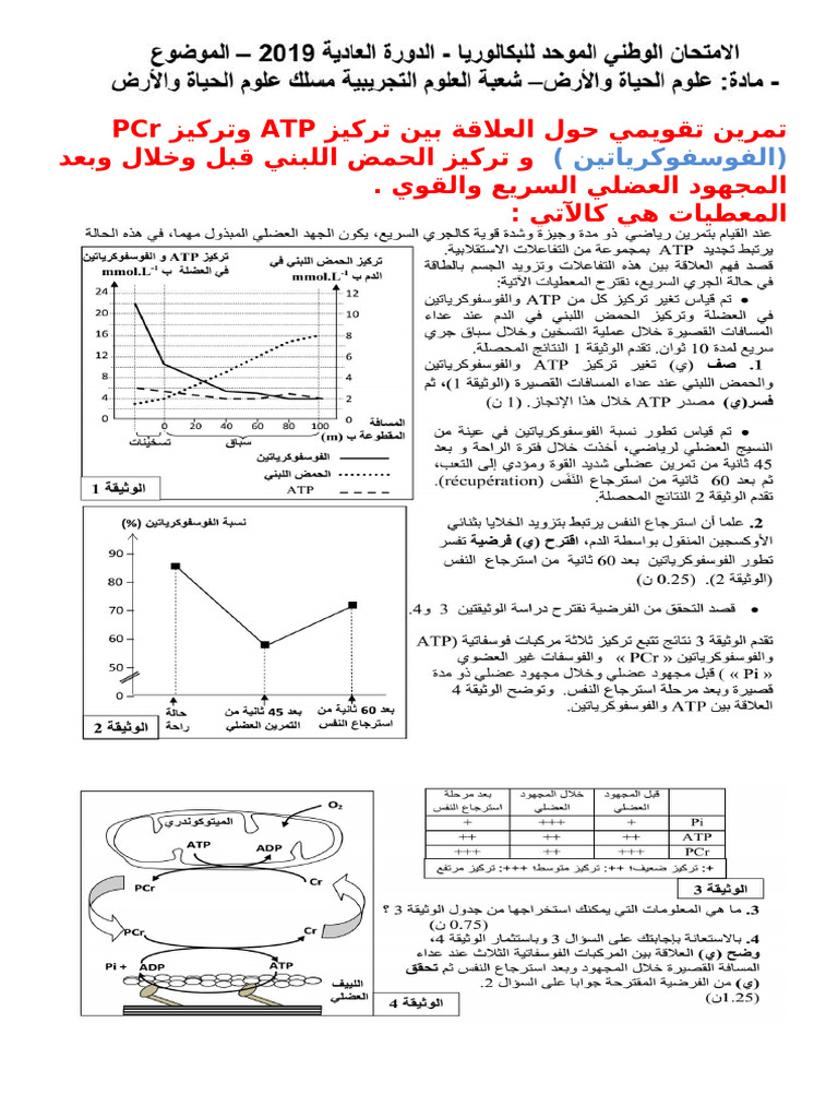 تمرين تقويمي حول العلاقة بين تركيز Atp وتركيز Pcr | PDF