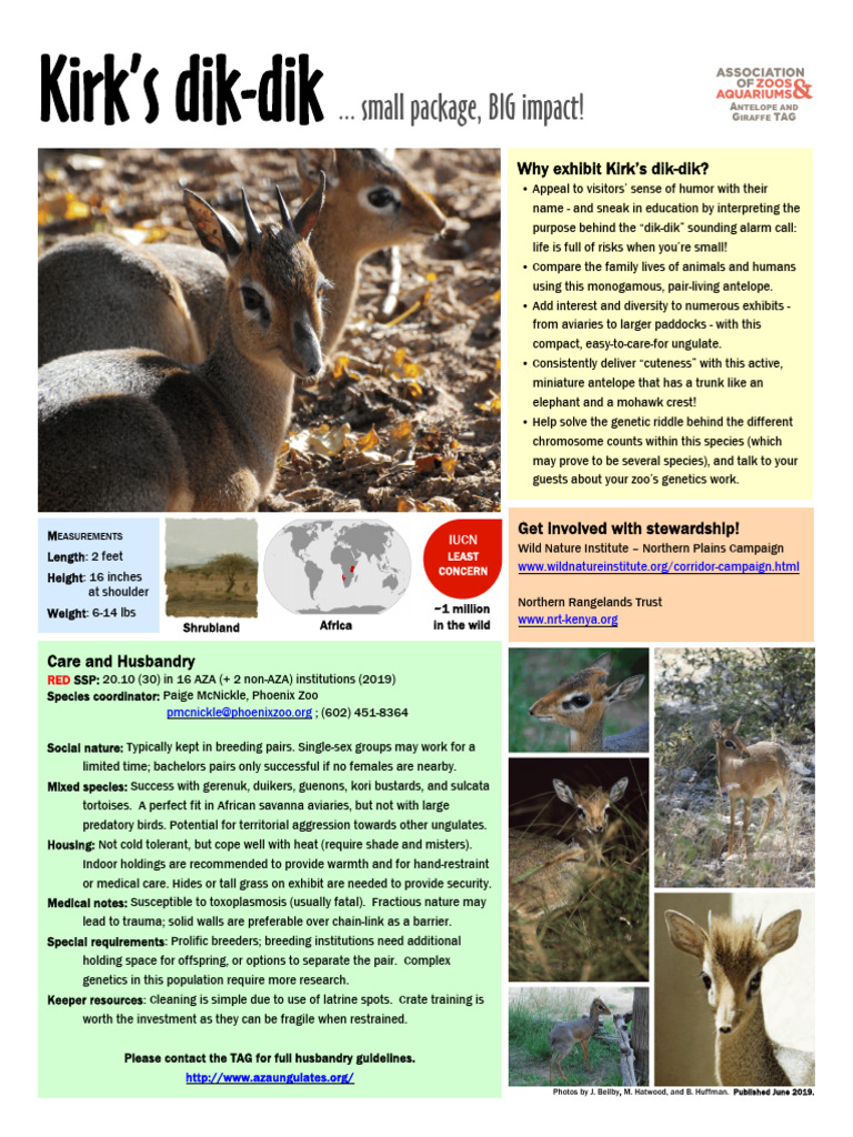 Zoo Professionals: Kirk's Dik-Dik Guide | PDF | Antelope | Elephant