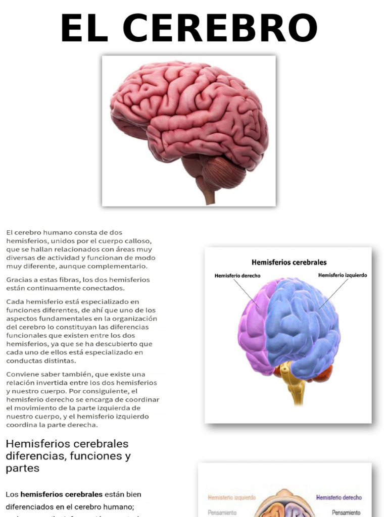 El Cerebro 2 | PDF