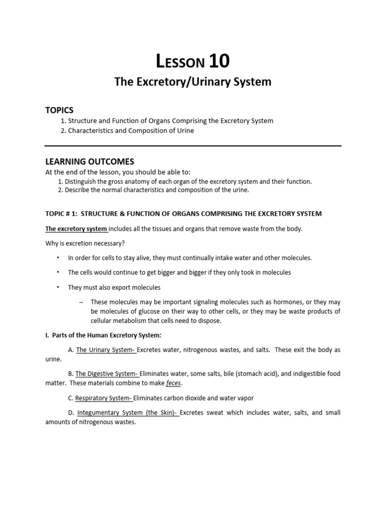LESSON 10 Excretory System | PDF | Kidney | Urine