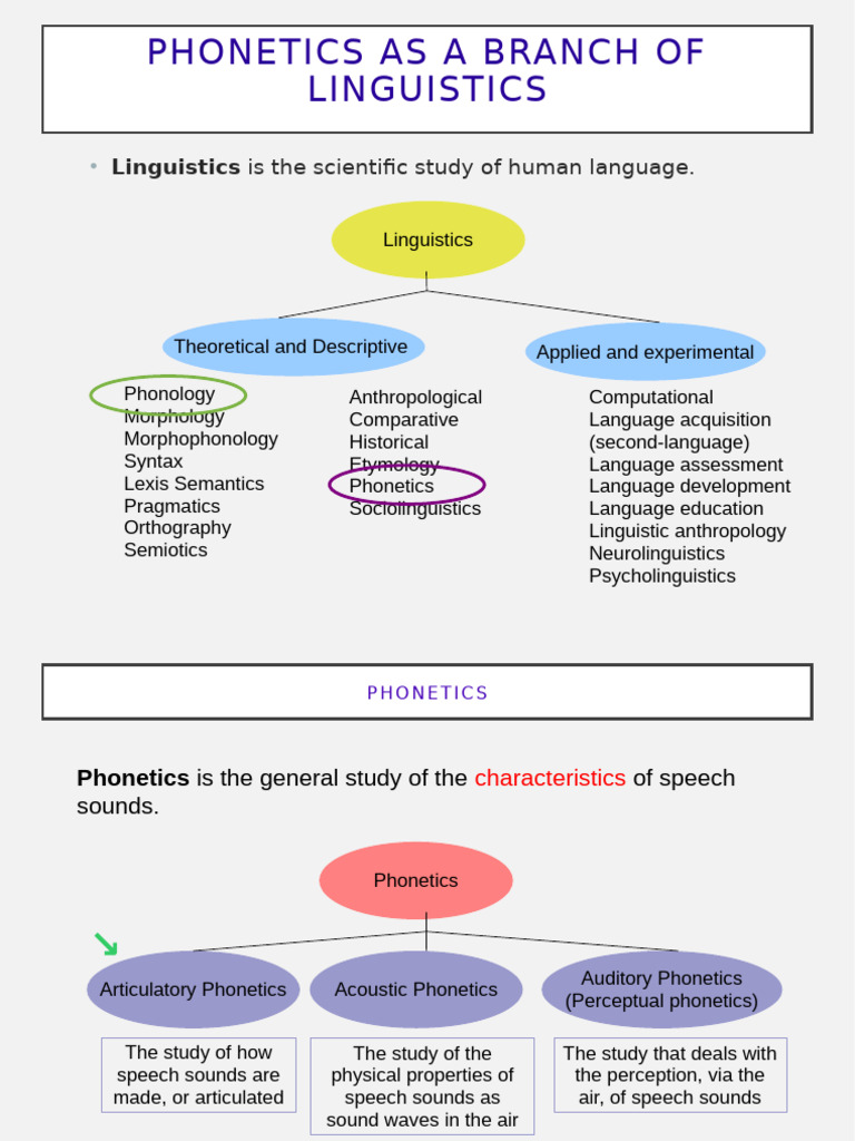 Lecture 3. Phonetics | PDF | Phonetics | Linguistics