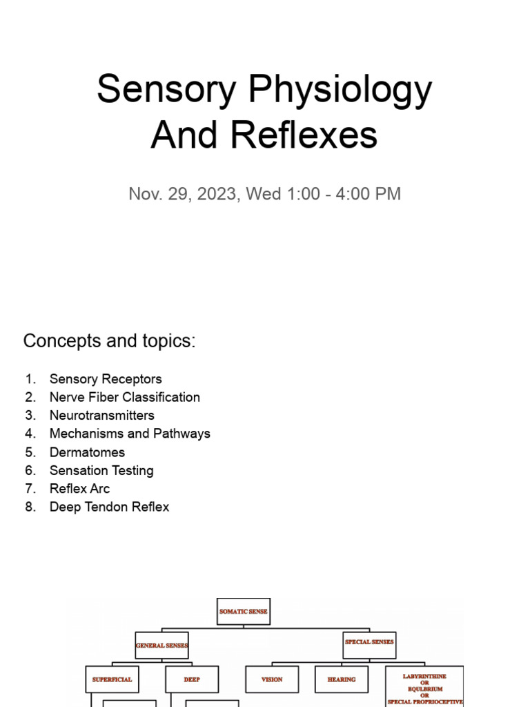Sensory Physiology and Reflexes | PDF | Somatosensory System | Neuroscience