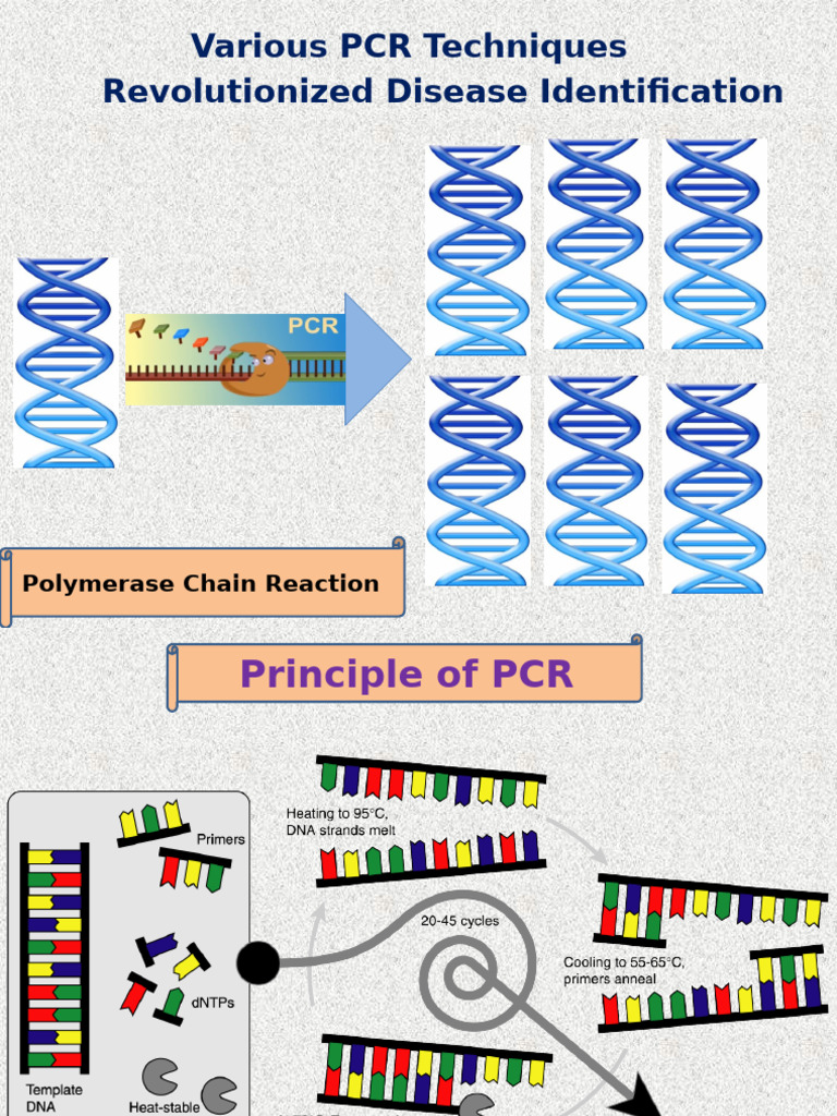 Various PCR | PDF | Polymerase Chain Reaction | Dna Sequencing